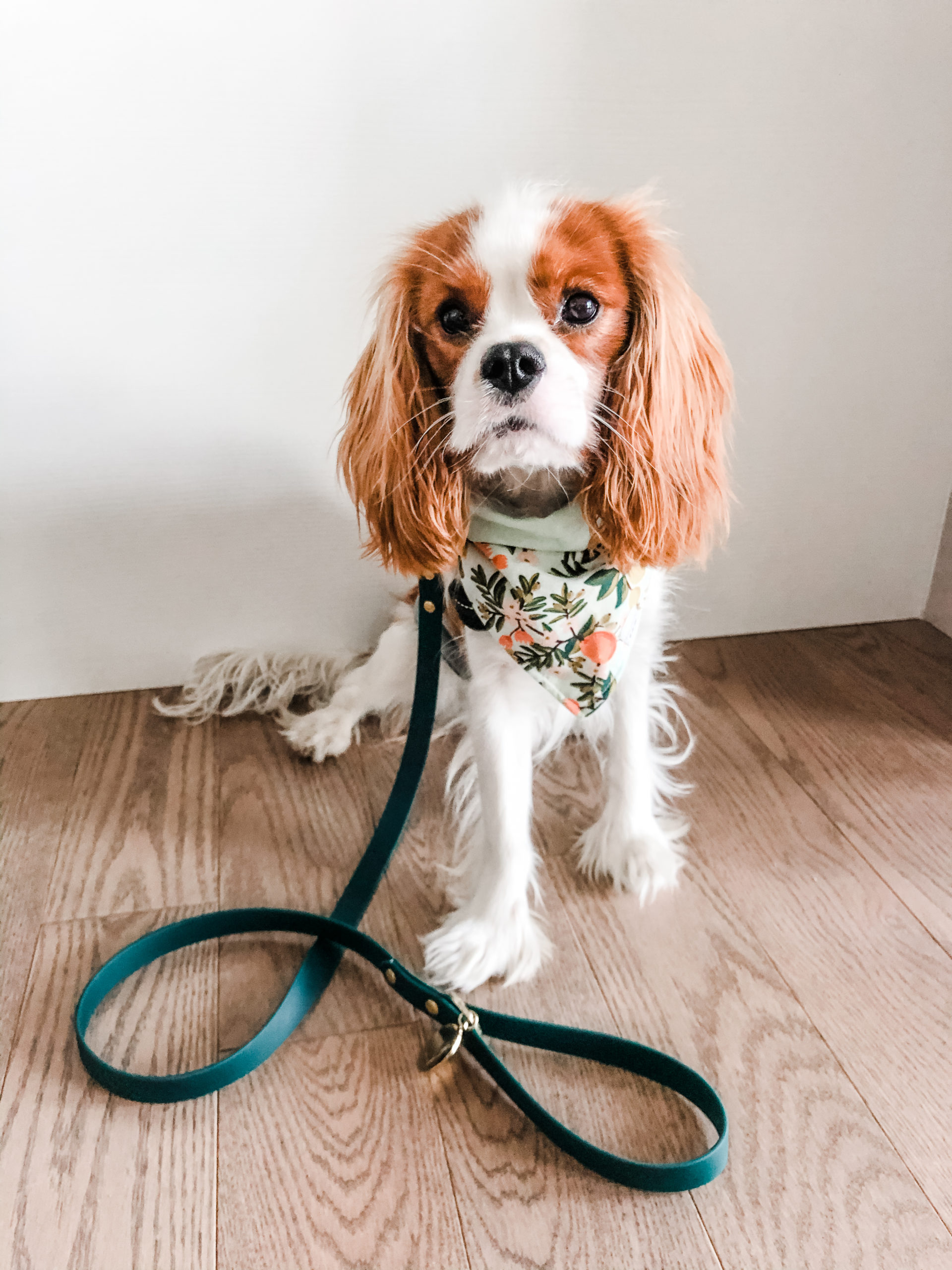 Shopping For The Dog Lover My Top 10 Dog Brands Henry The Smol Shopping For The Dog Lover My Top 10 Dog Brands Henry The Smol