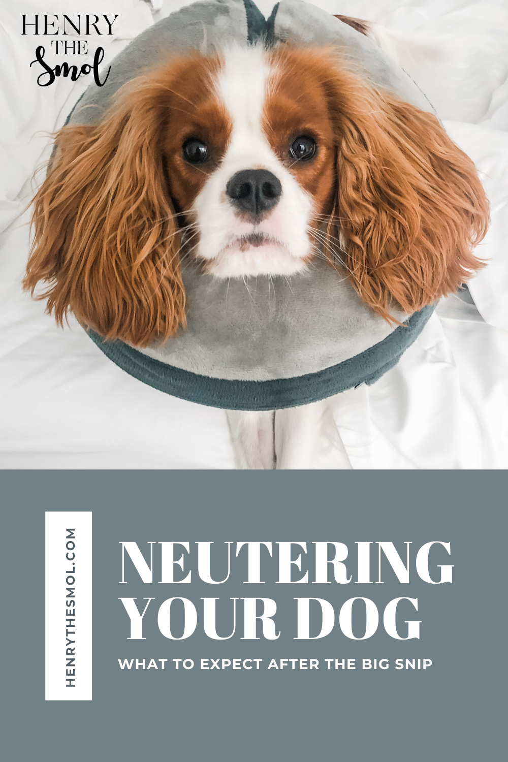 What to Expect When Neutering Your Dog | Henry The Smol