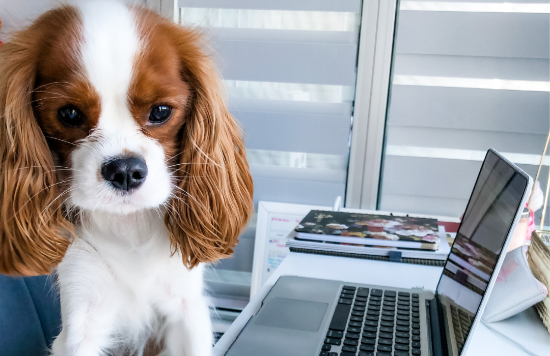 Pet Bloggers Journey 2021: My First Year As A Blogger - Henry The Smol