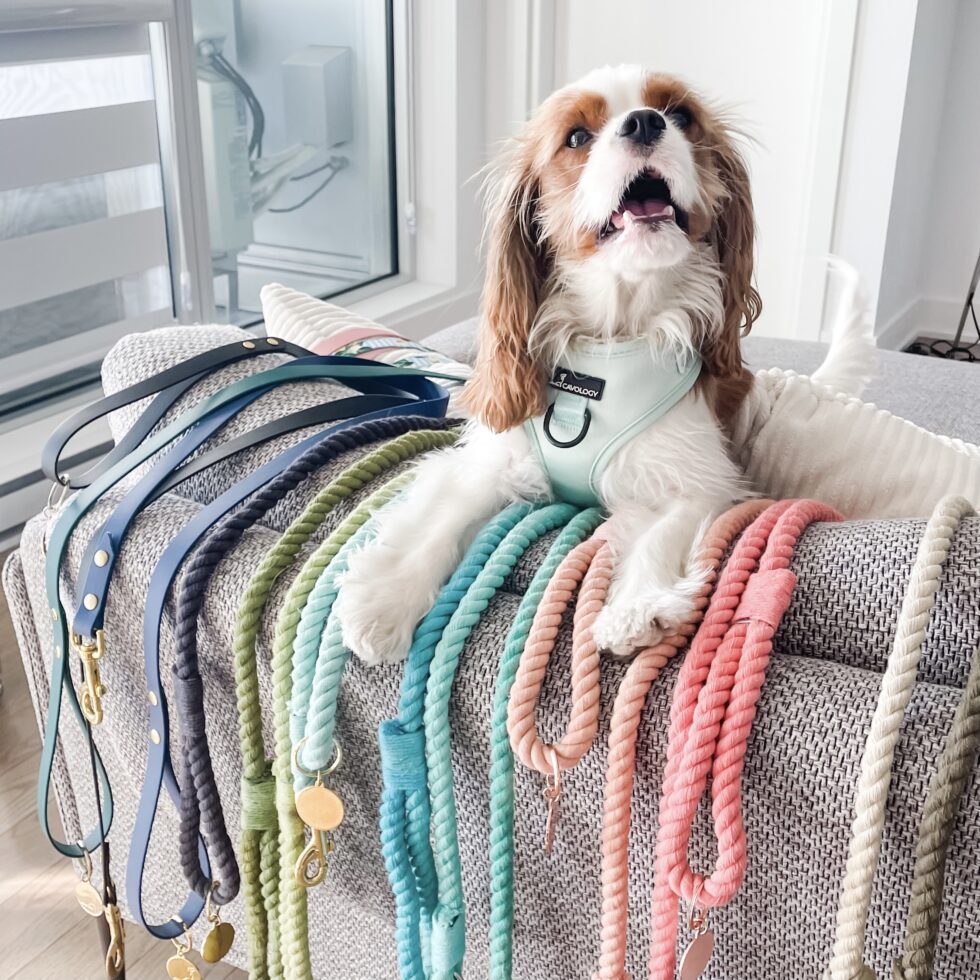 The Best Dog Brands for Stylish Dog Moms - Henry The Smol