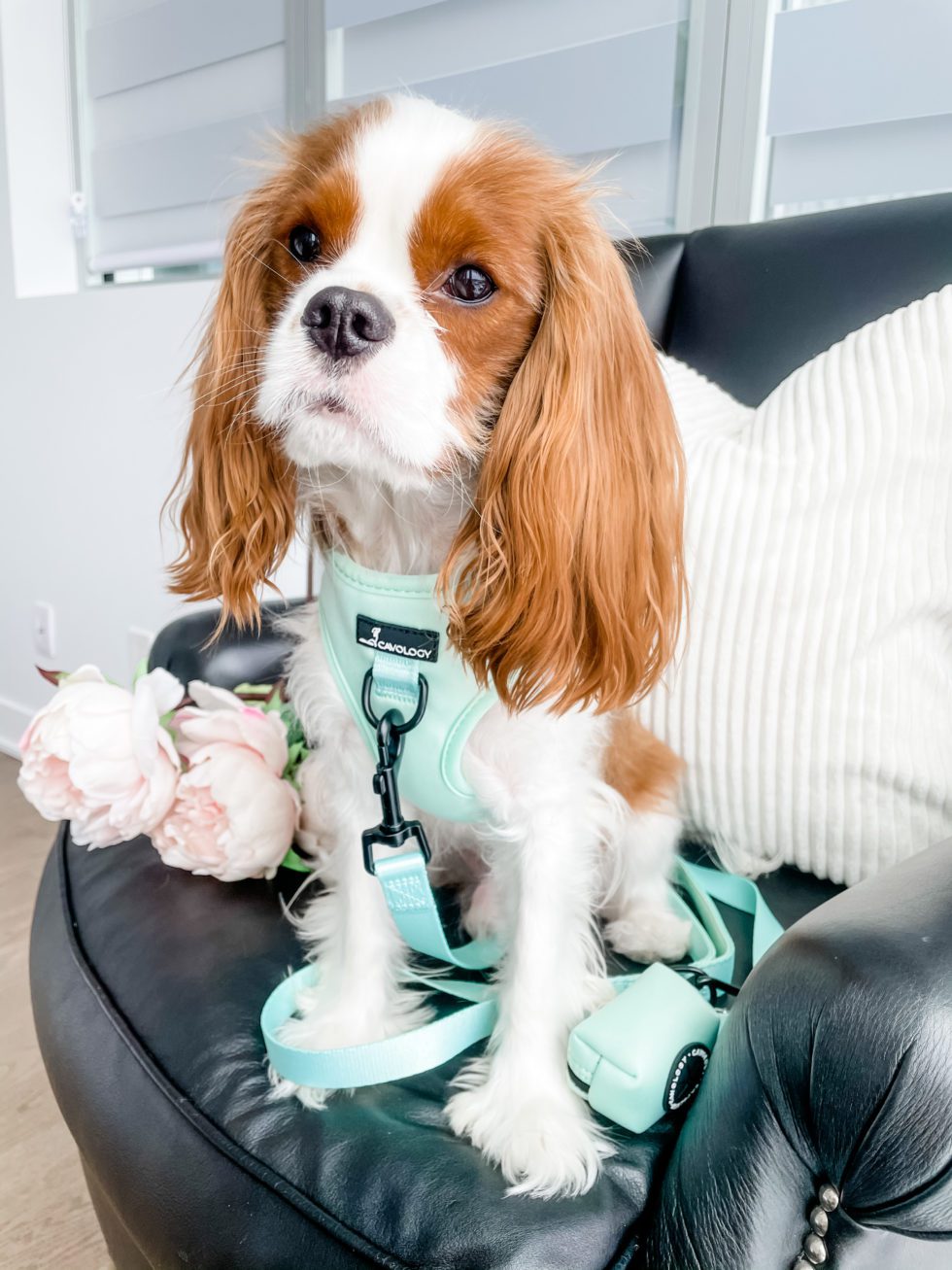 Spring Must-Haves For Stylish Dogs & Dog Moms - Henry The Smol