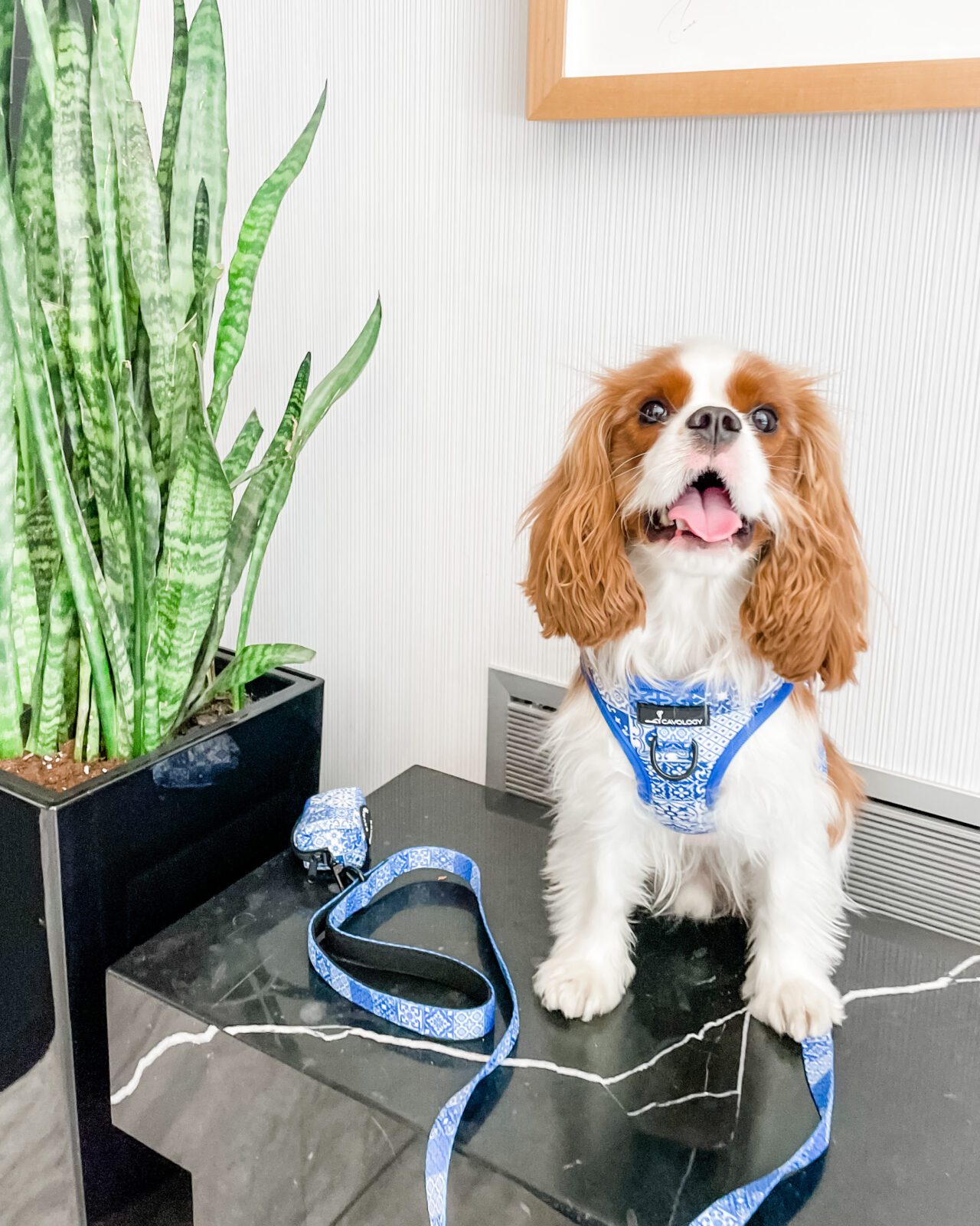 Travel-Inspired Dog Accessories To Satisfy Your Wanderlust - Henry The Smol